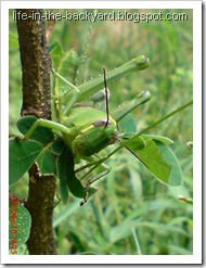 Valanga nigricornis - Javanese grasshopper - Belalang Kayu